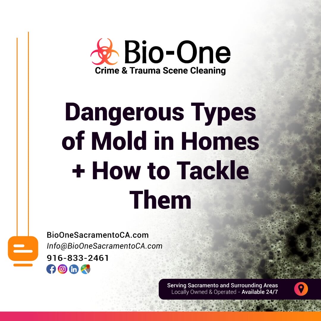 Dangerous Types of Mold in Homes + How to Tackle Them - Bio-One Sacramento